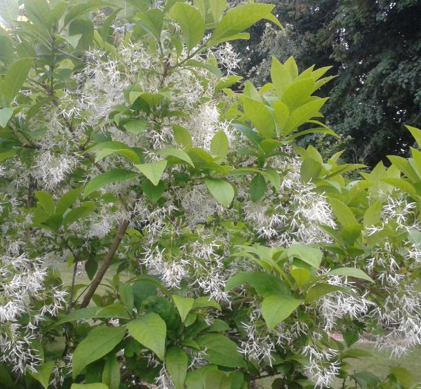 Chionanthus Virginicus - White Fringe Tree - Aston Clinton, Buckland ...